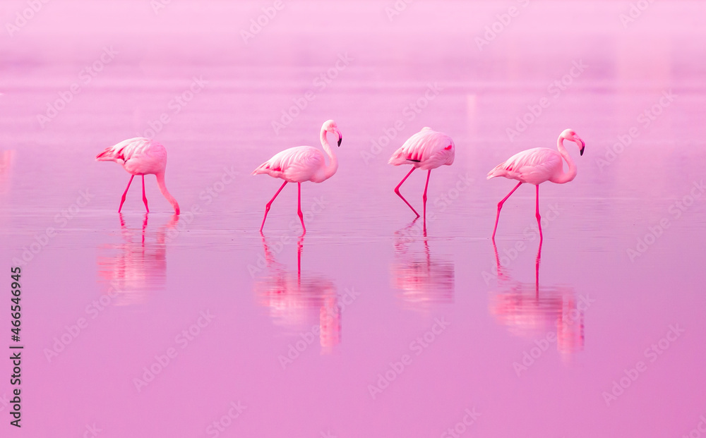 Foto de Birds Pink Flamingos Walk on the Lake at the Pink Sunset in ...