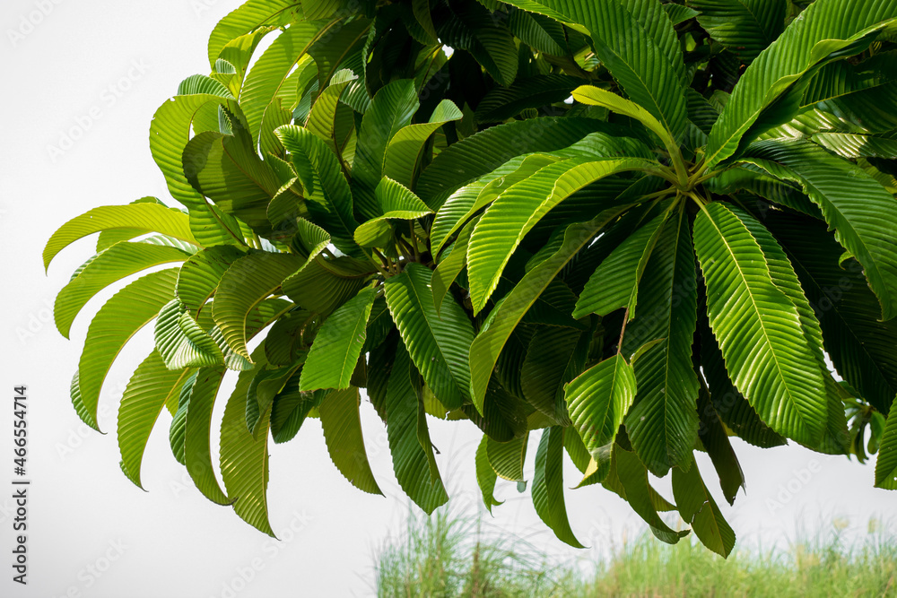 Dillenia indica green tree leaves. Colorful leaves of Dillenia Indica ...