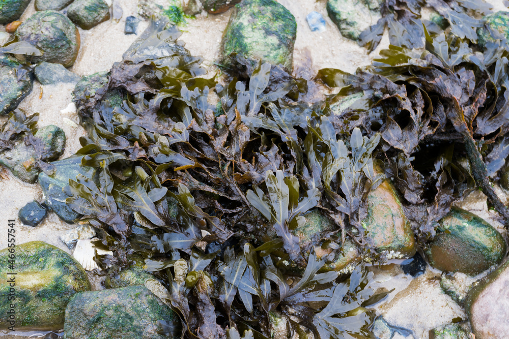 Beautiful seaweed, harvesting seaweed on the beach, fresh seaweed for ...