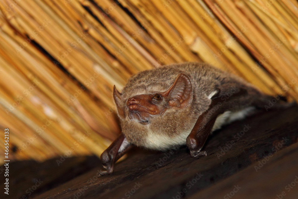 Mauritius-Grabfledermaus / Mauritian tomb bat / Taphozous mauritianus ...