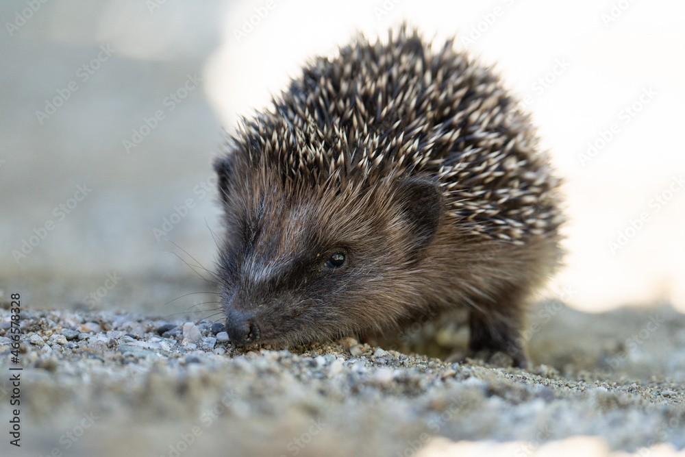 Baby Igel - Stockfoto Stock Photo | Adobe Stock