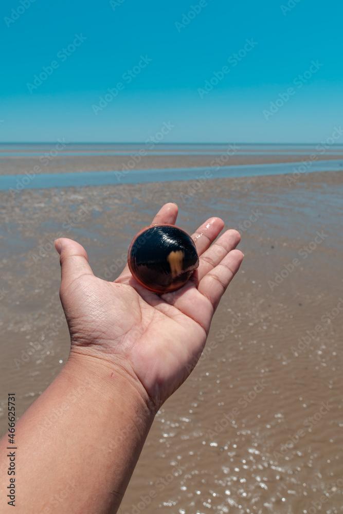 Large Sea Shells Are Commonly Found On The Shoreline Of East Kalimantan ...