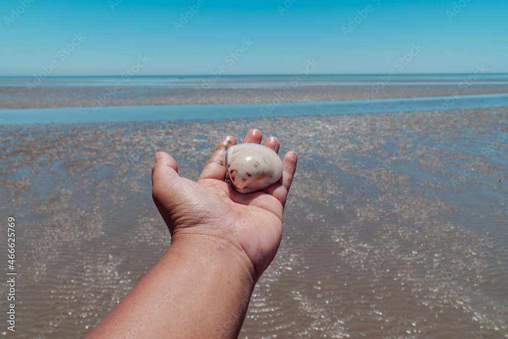 Large Sea Shells Are Commonly Found On The Shoreline Of East Kalimantan ...