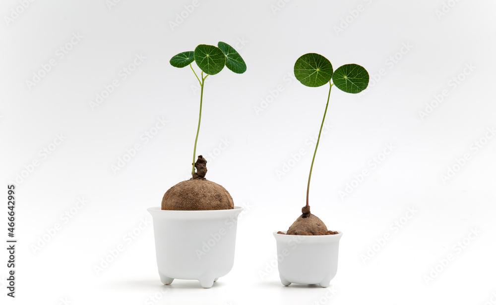 Two Stephania erecta in white plant pot, Stephania erecta Craib, Green ...
