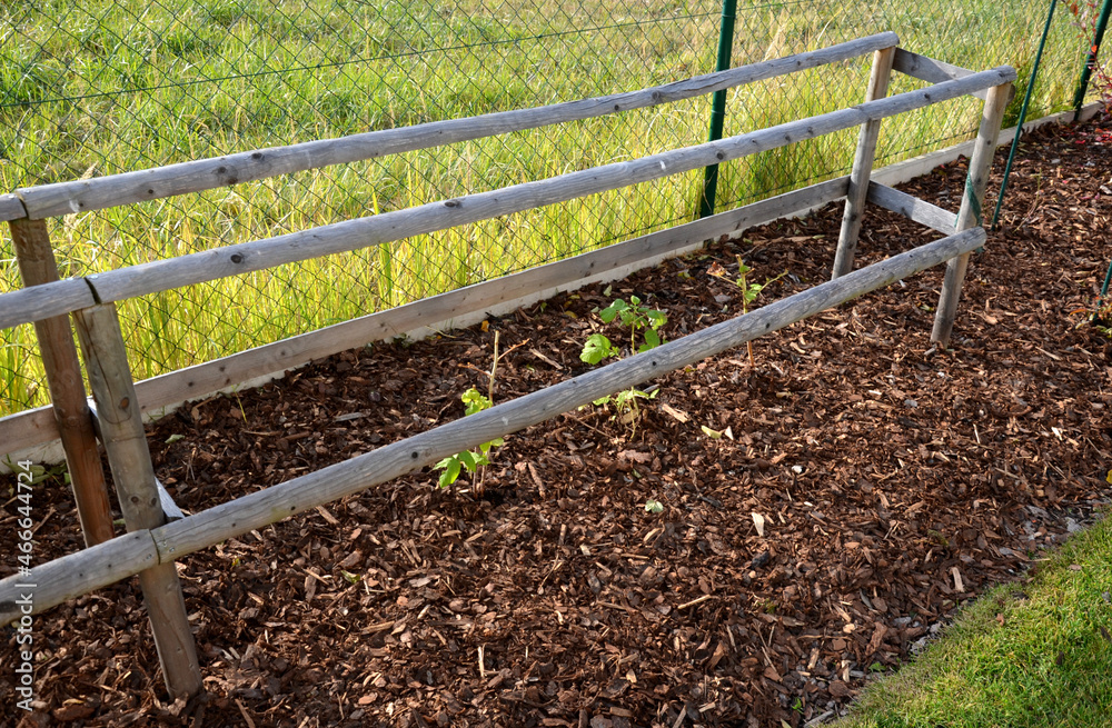 raspberry and canadian blueberries in a garden in a flowerbed mulched ...