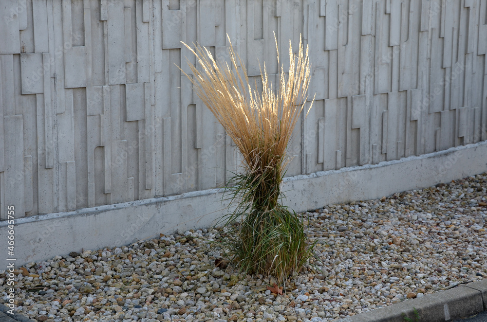 ornamental grasses tied together in a sheaf. protection against snow ...