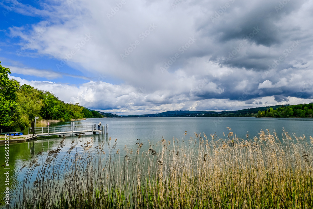 Mosen, Aesch, Hitzkirch, Hallwilersee, Seeufer, Uferweg, Wasserpflanzen ...
