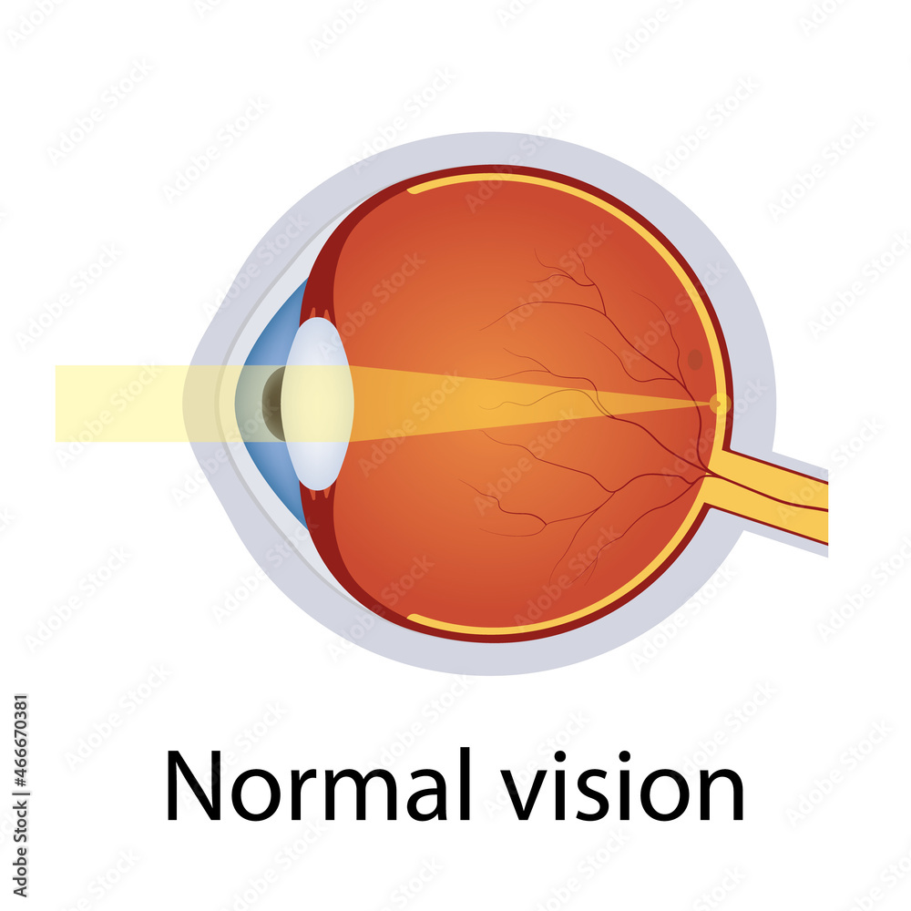 Normal Eye Vision Illustration. Human Eye Optical System. Detailed ...