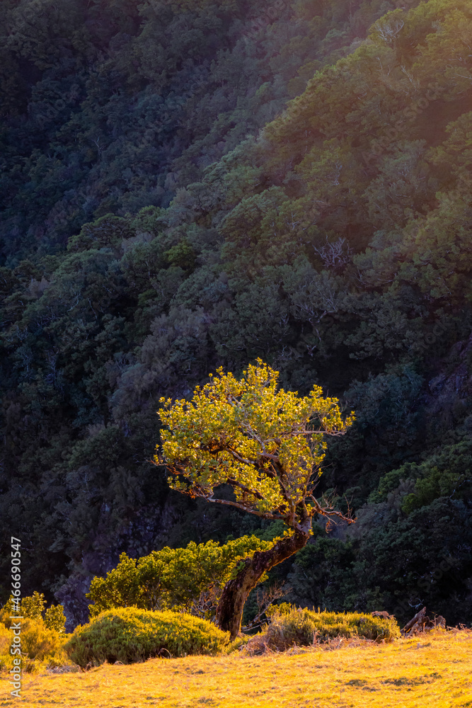 Cute small laurel tree in the Fanal Forest, Madeira lit by the morning ...