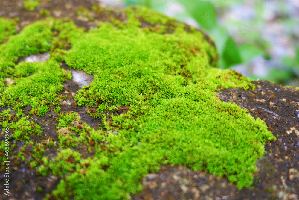 Moss green texture. Moss background. Green moss on cement texture ...