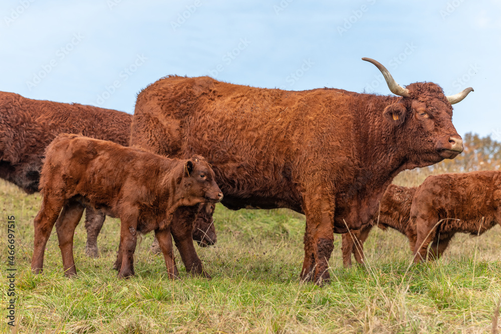 Salers Cattle
