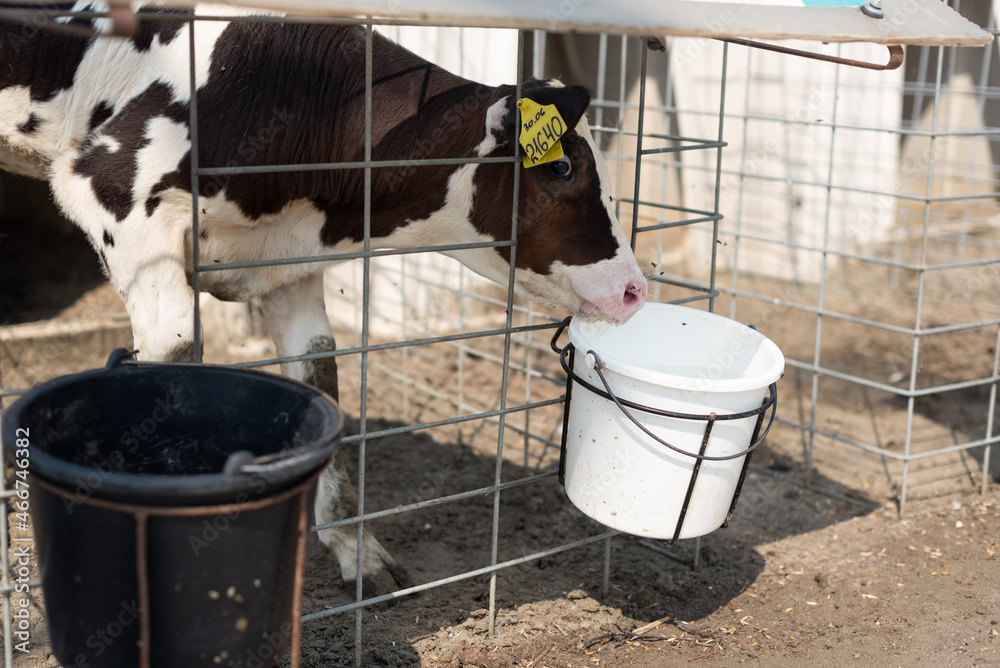 Cute little calf in individual enclosure. Cattle breeding, taking care ...