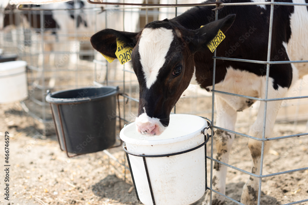 Cute little calf in individual enclosure. Cattle breeding, taking care ...