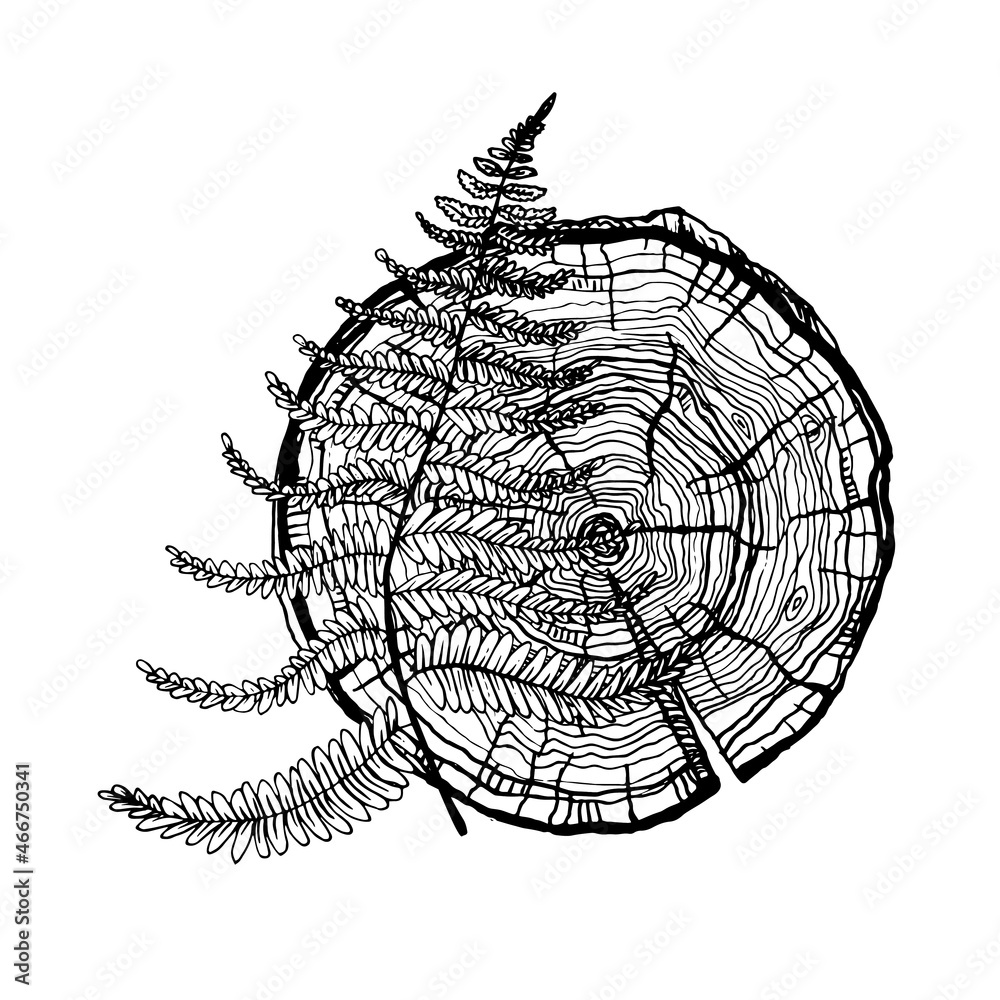 Forest fern and slab tree, doodle style. Annual tree rings. Stock ...