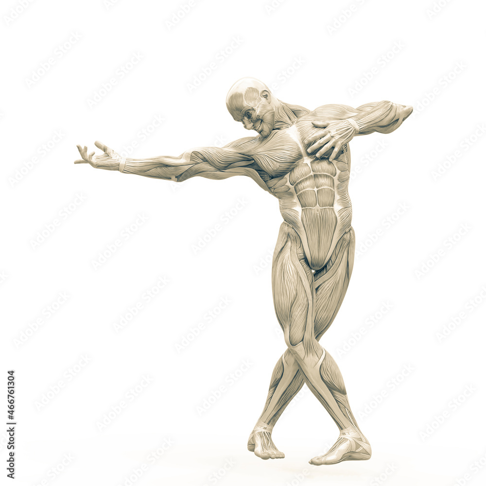muscleman anatomy heroic body dancing pose one in white background ...