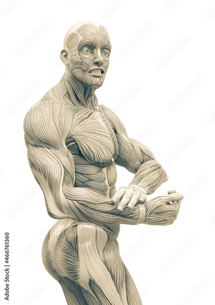 muscleman anatomy heroic body doing a bodybuilder pose in white ...