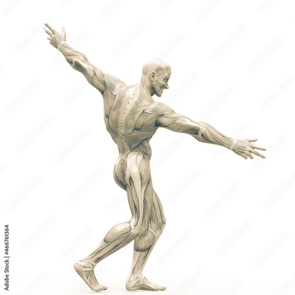 muscleman anatomy heroic body doing a bodybuilder pose nine in white ...