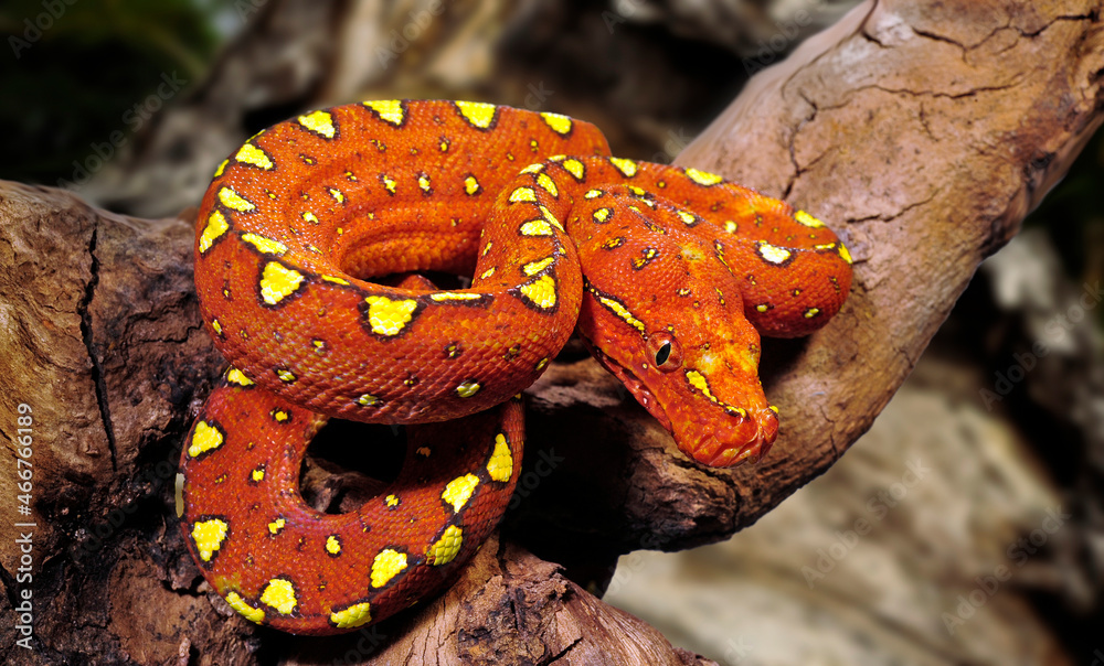 juvenile red Emerald tree boa // Grüner Hundskopfschlinger rotes ...