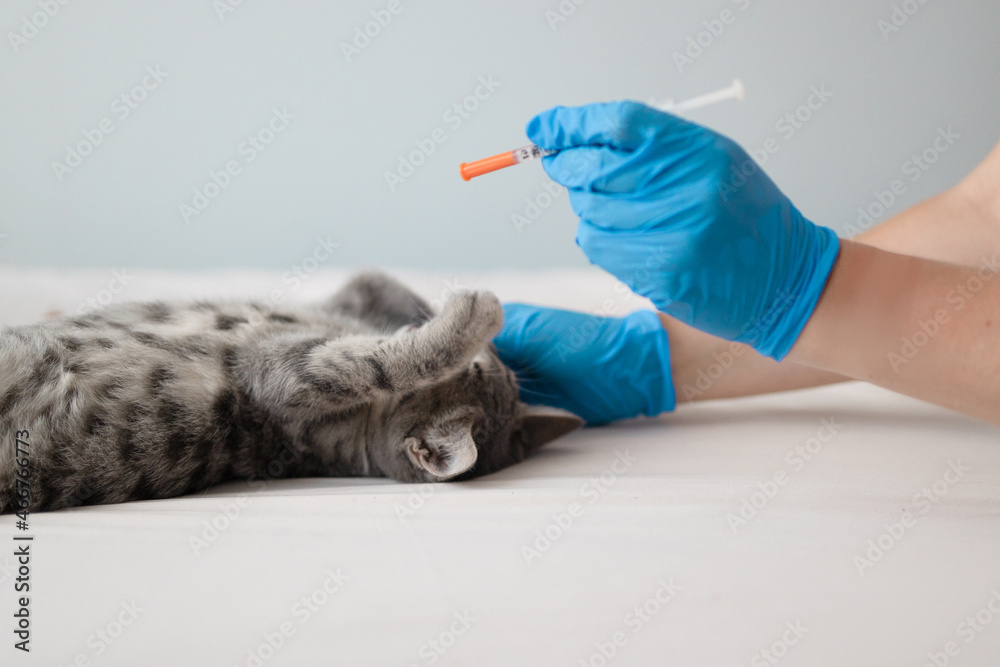 Veterinarian giving an injection to a cat, vaccination and prevention ...