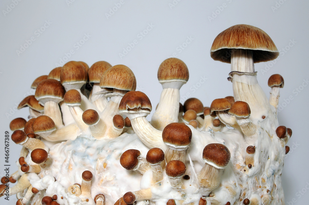 Micro growing of Psilocybe Cubensis mushrooms on white background ...