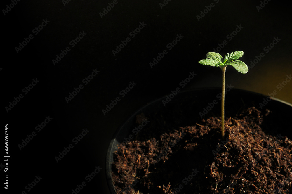 Cannabis sprout close-up isolated in soil background. Fresh young ...