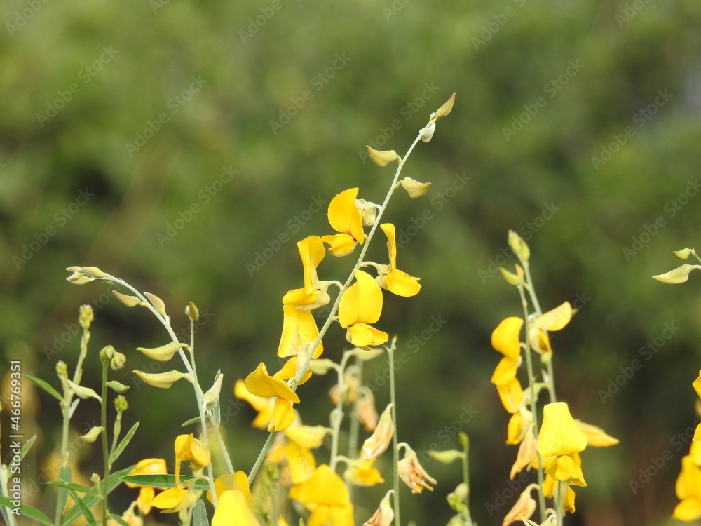 Sun Hemp Plants farming, Yellow color flowers, Agriculture Field. Stock ...