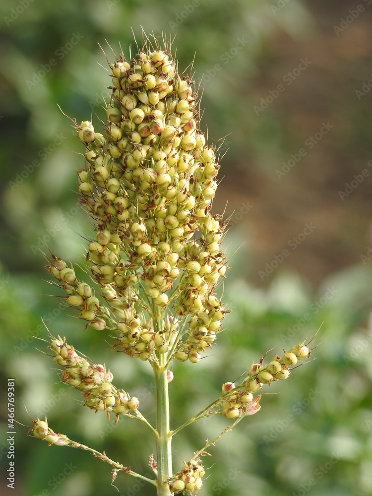 Great Millet top flower at the middle stage to became hard seeds ...