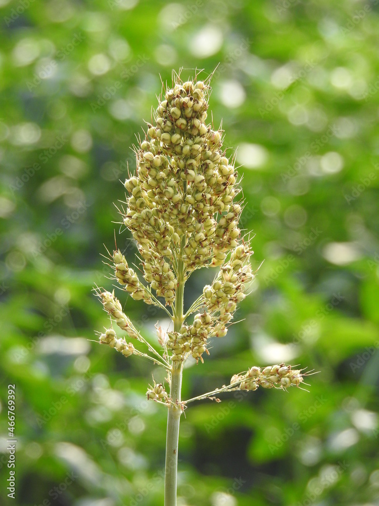 Great Millet top flower at the middle stage to became hard seeds ...