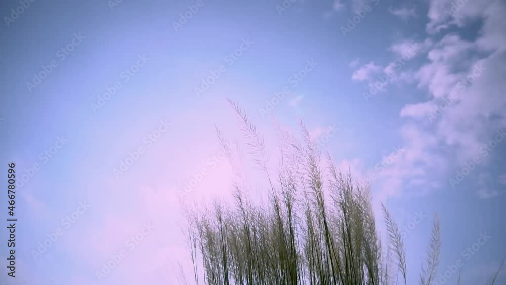 Vidéo Stock Bengali: Kashful. Common name: Wild sugarcane. Botanical ...