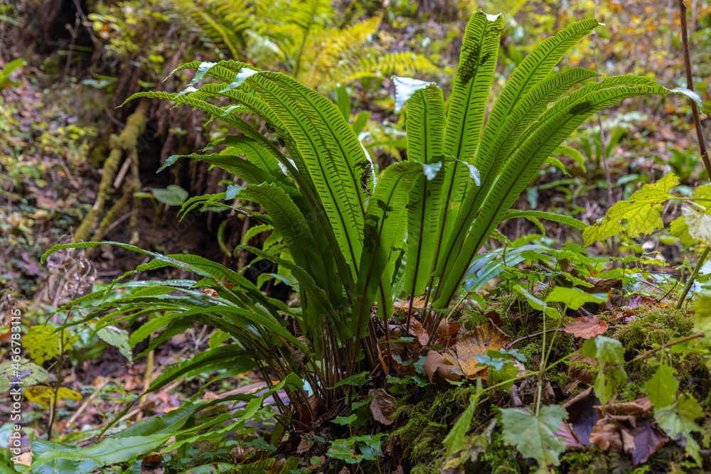 Polypodium vulgare, the common polypody with sori Stock Photo | Adobe Stock