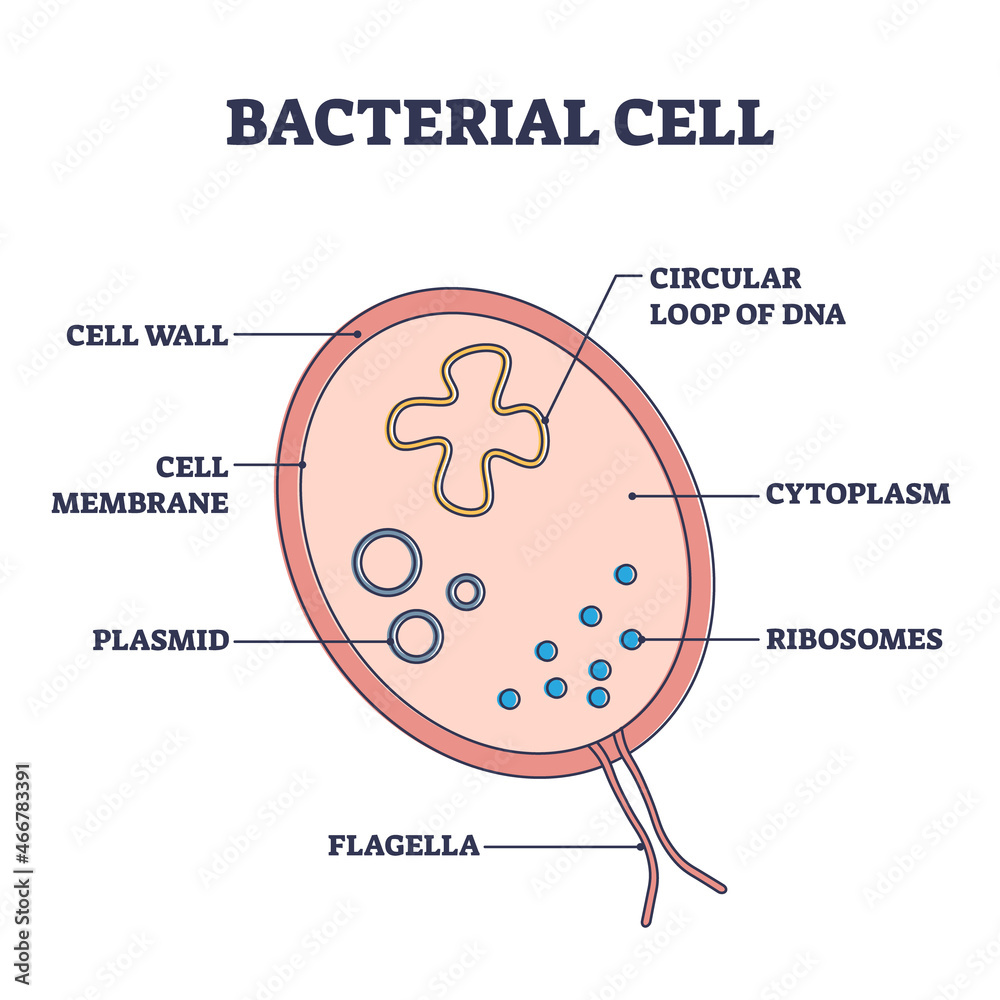 Bacterial cell structure with anatomical inner parts sections outline ...