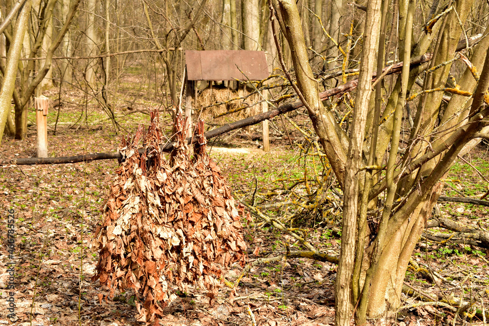 Early spring. Moose feeders. The gamekeepers feed the wild animals with ...
