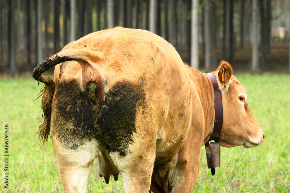 shitting cow in countryside , concept of contamination to soil and air ...