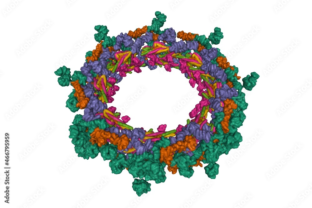 Composite structure of the inner ring of the human nuclear pore complex ...