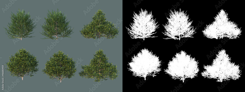 Various trees and shrubs Stock Photo | Adobe Stock