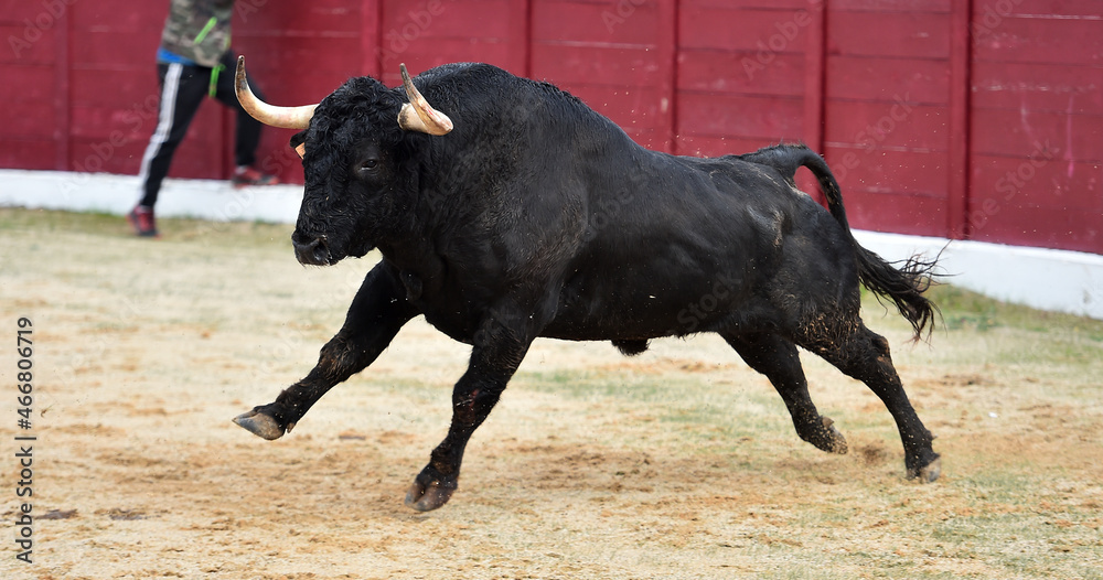 un toro español con grandes cuernos en una plaza de toros durante un ...