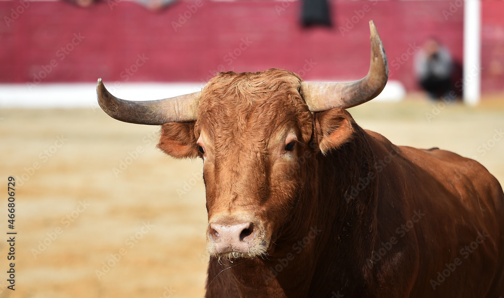 un toro español con grandes cuernos en una plaza de toros durante un ...