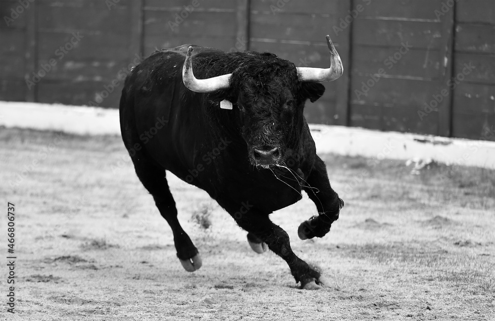 un toro español con grandes cuernos en una plaza de toros durante un ...