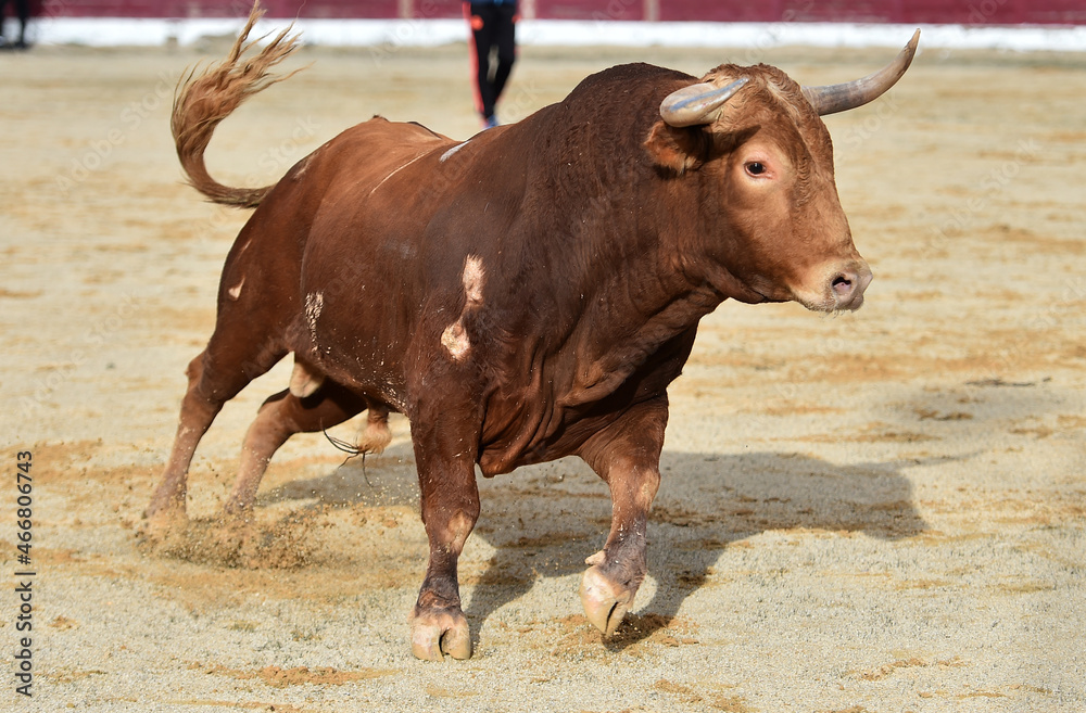 un toro español con grandes cuernos en una plaza de toros durante un ...