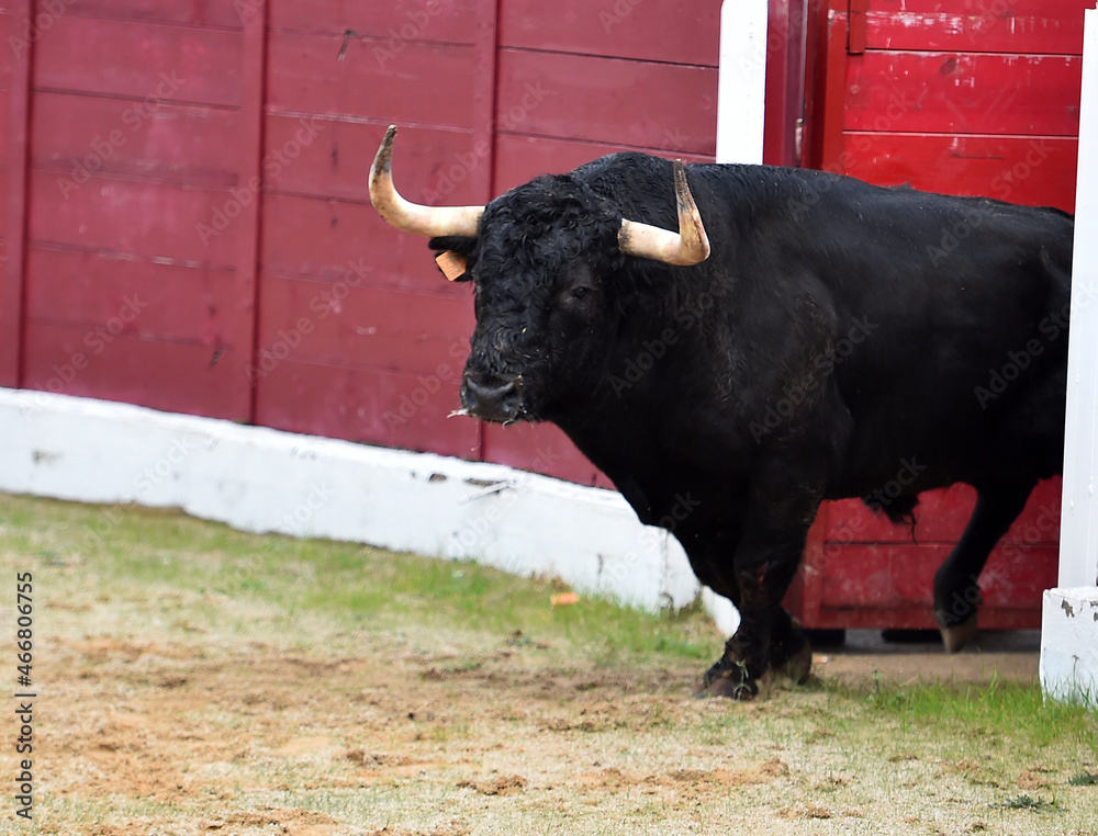 un toro español con grandes cuernos en una plaza de toros durante un ...