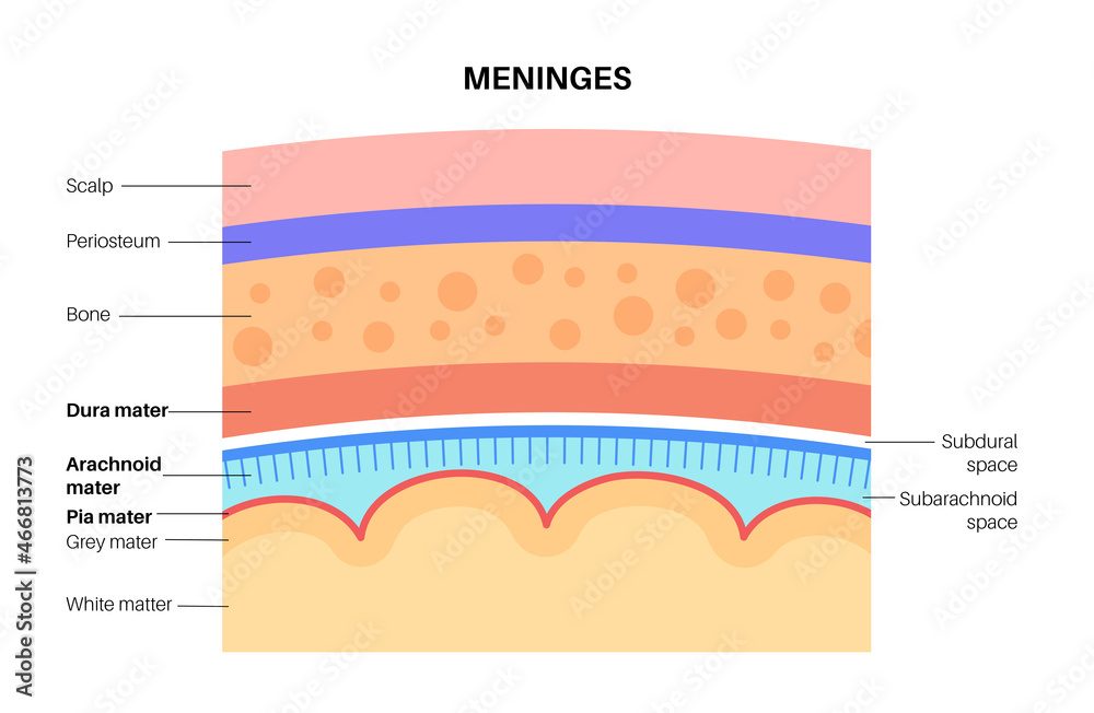 Meninges anatomy diagram Stock Vector | Adobe Stock