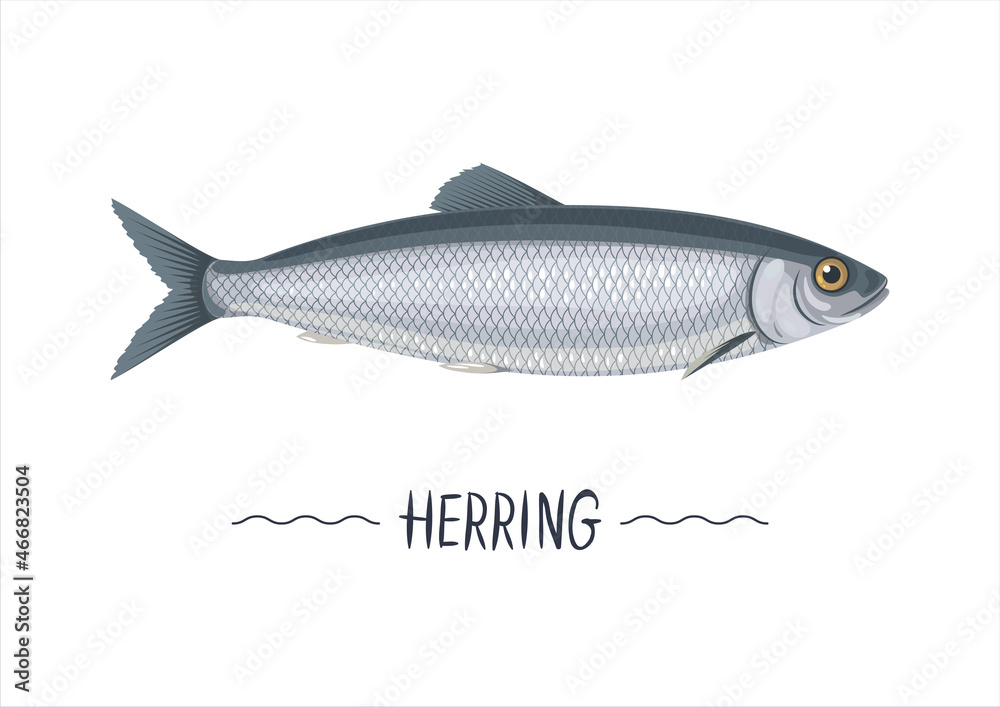 Herring fresh raw cartoon vector object, sign, simbol, emblem isolated ...