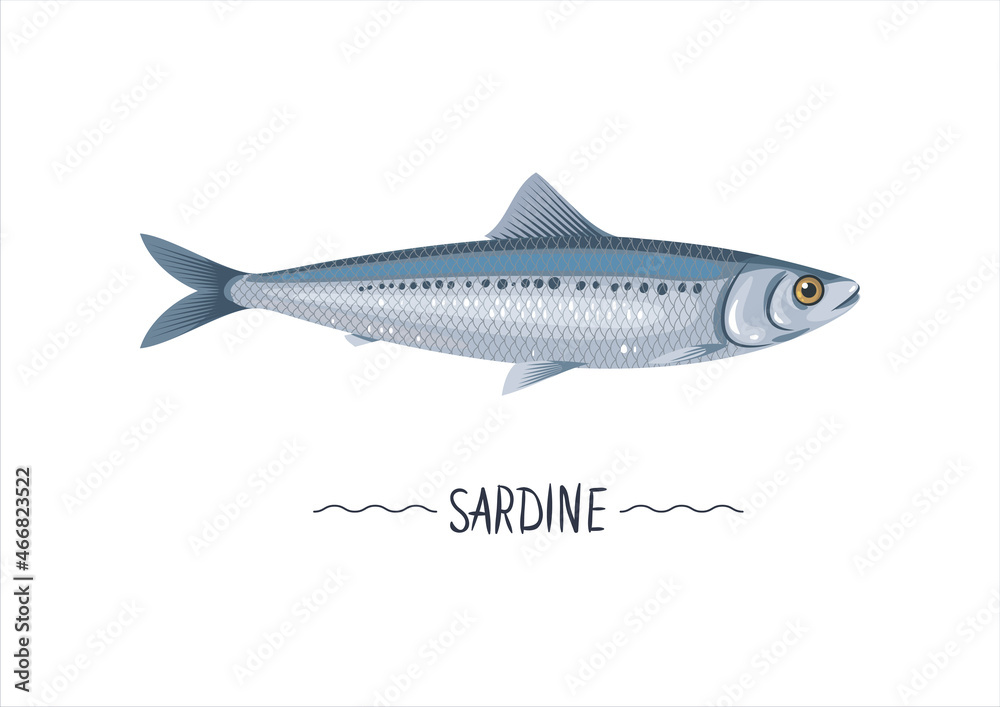 Sardine fresh raw cartoon vector icon, sign, simbol. Atlantic sardine ...