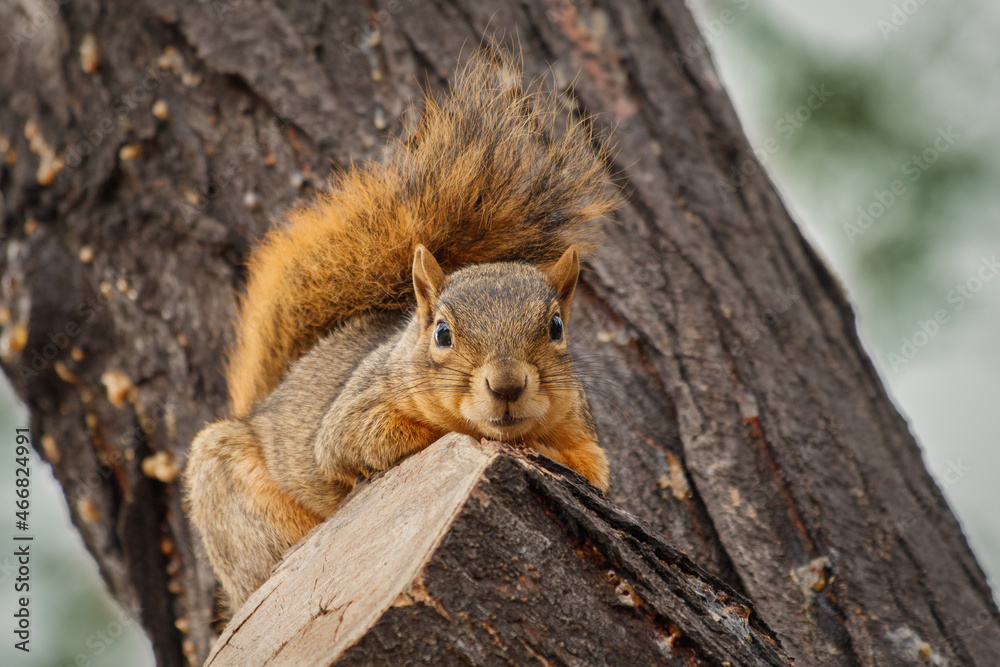 Fox squirrel, Sciurus niger, relaxing on branch, posing fluffy tail ...