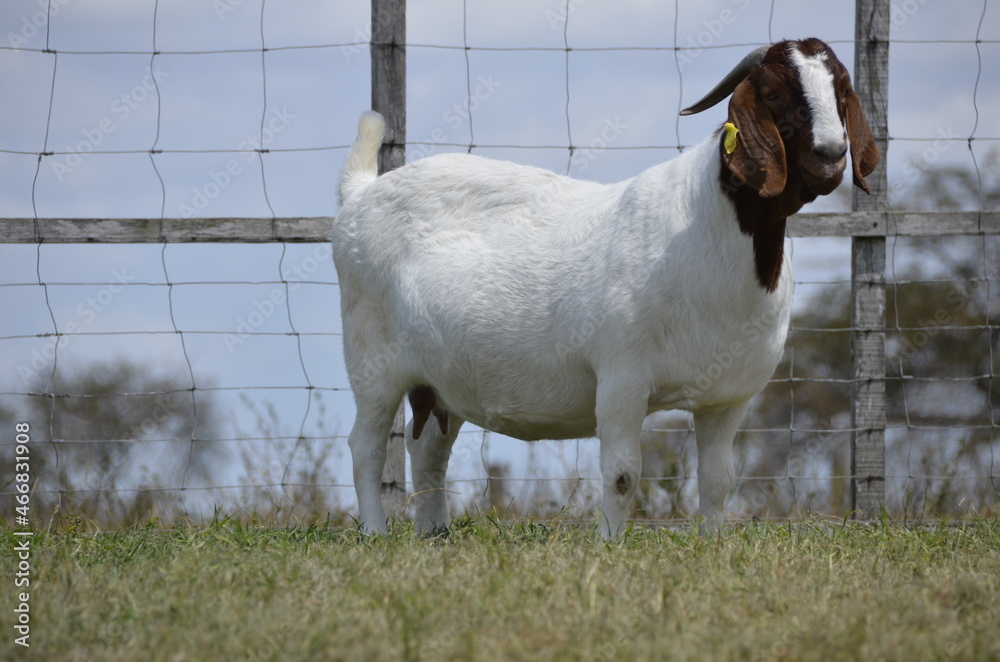 Beautiful female Boer Goats on the farm Stock Photo | Adobe Stock