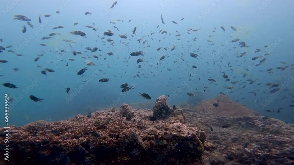 Under water FILM in 4K hundreds of small black fish hovering over dense ...