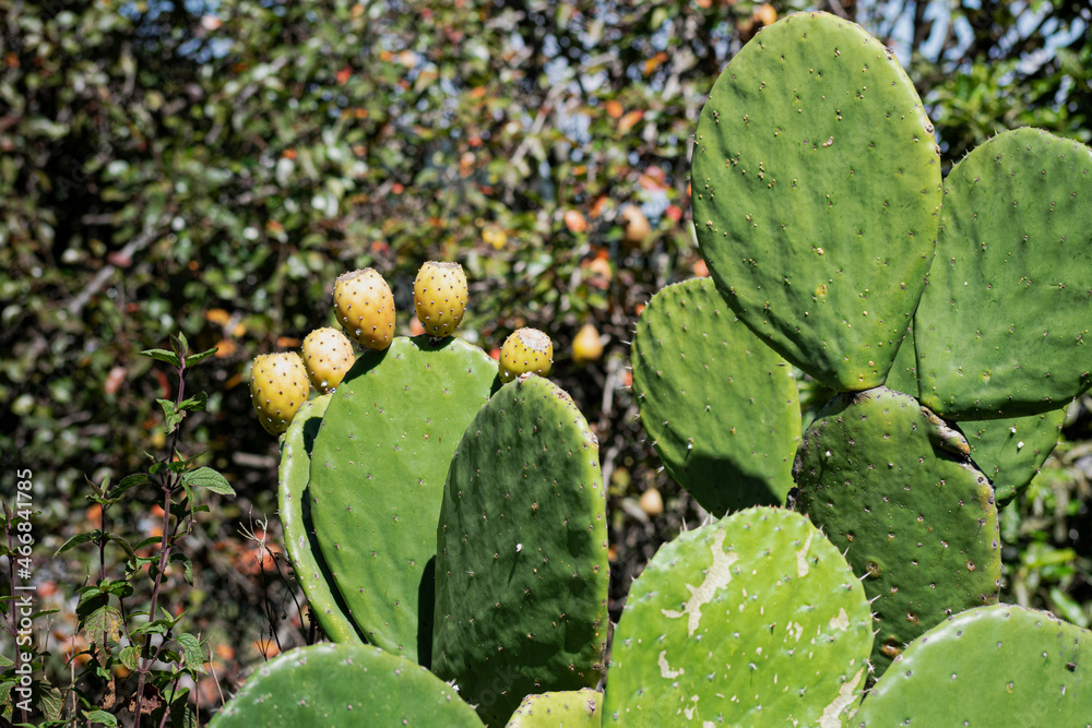 flora y fauna en la nopalera Stock Photo | Adobe Stock