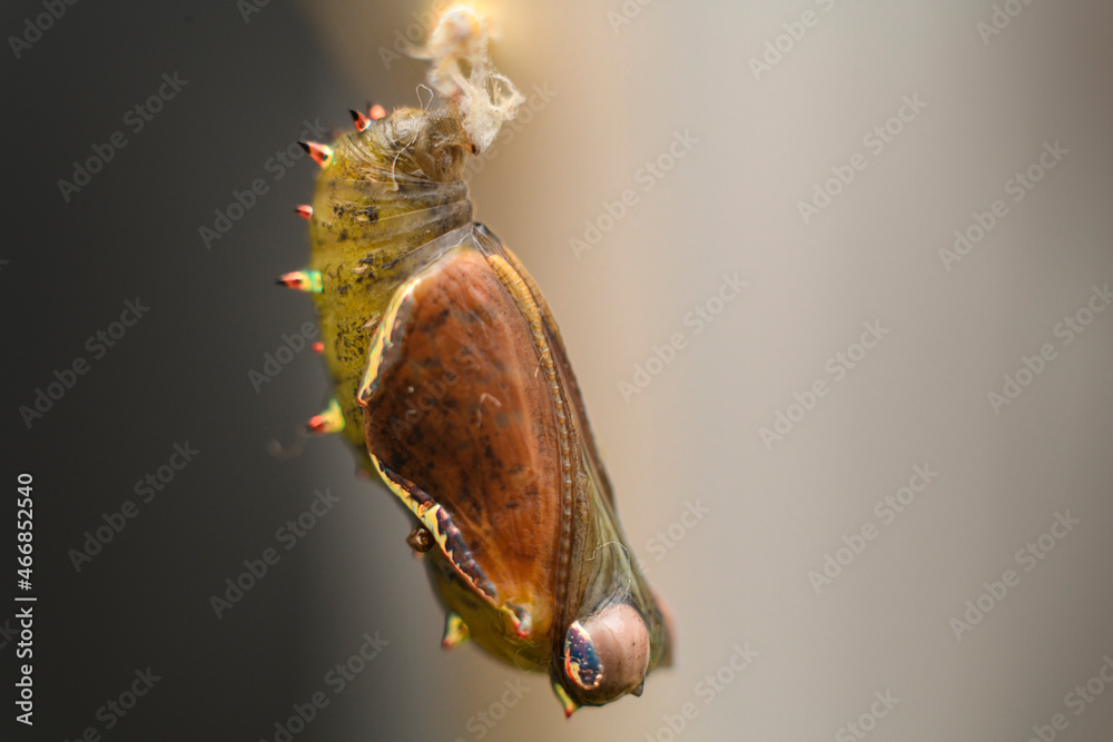 Pupa Stage in the life cycle of a butterfly, Spotted rustic is ...