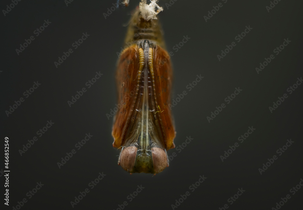 Pupa Stage in the life cycle of a butterfly, Spotted rustic is ...