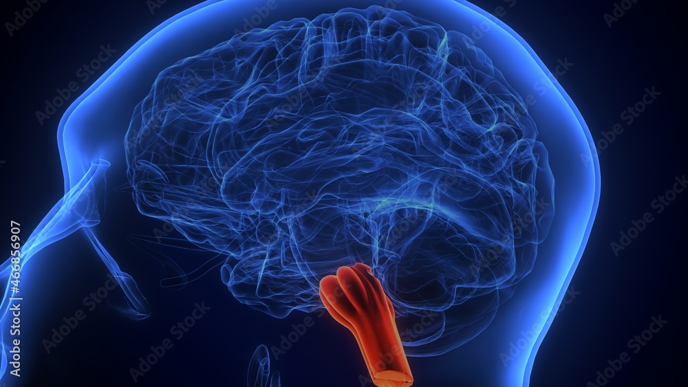 3d illustration of human brain medulla oblongata anatomy. Stock ...